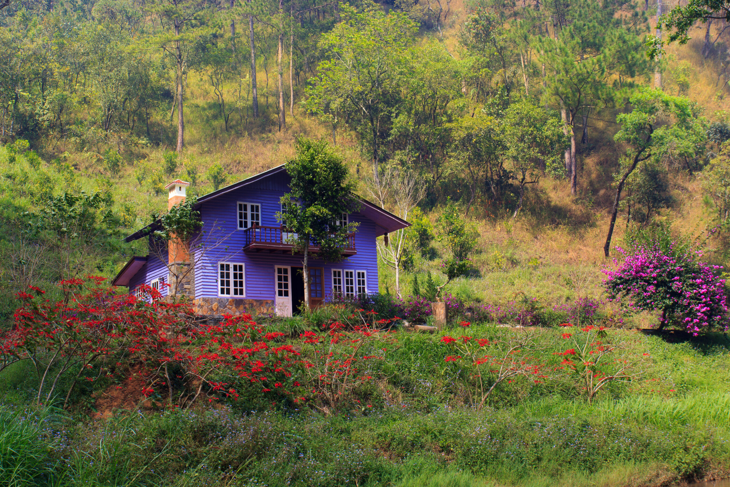 The Purple House: Learning to Forgive Yourself | Blog | Radically Open